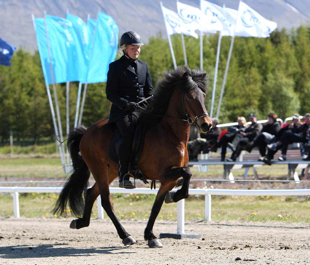 Fengu þau draumafolaldið? | Eidfaxi.is