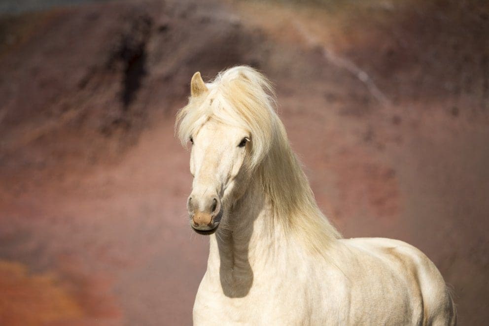 Er vitað hversu þungan knapa íslenski hesturinn getur borið með góðu ...