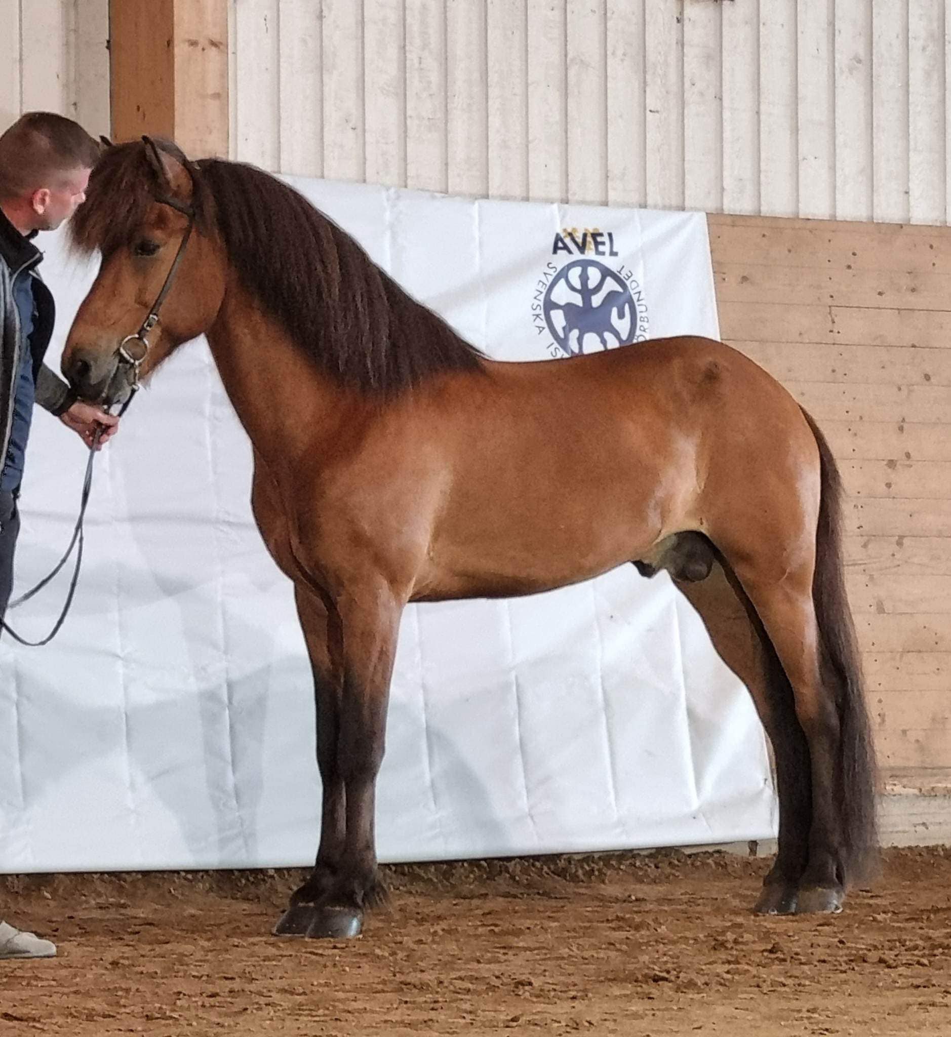Svanur fra Kringeland efstur í Svíþjóð | Eidfaxi.is
