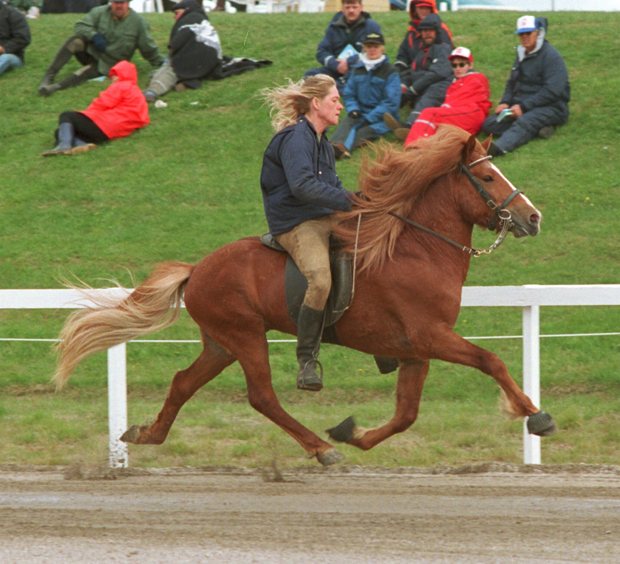 Faðerni Flygils frá Votmúla uppfært | Eidfaxi.is